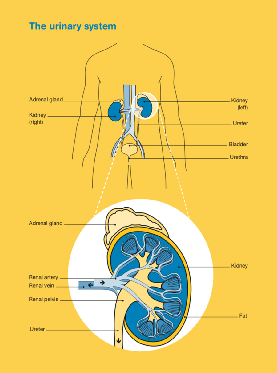 Explore Robotic Assisted Partial Nephrectomy